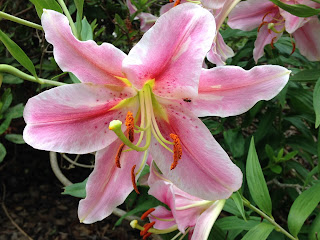 Worshiping Our Lord: Resting in Jesus' Arms