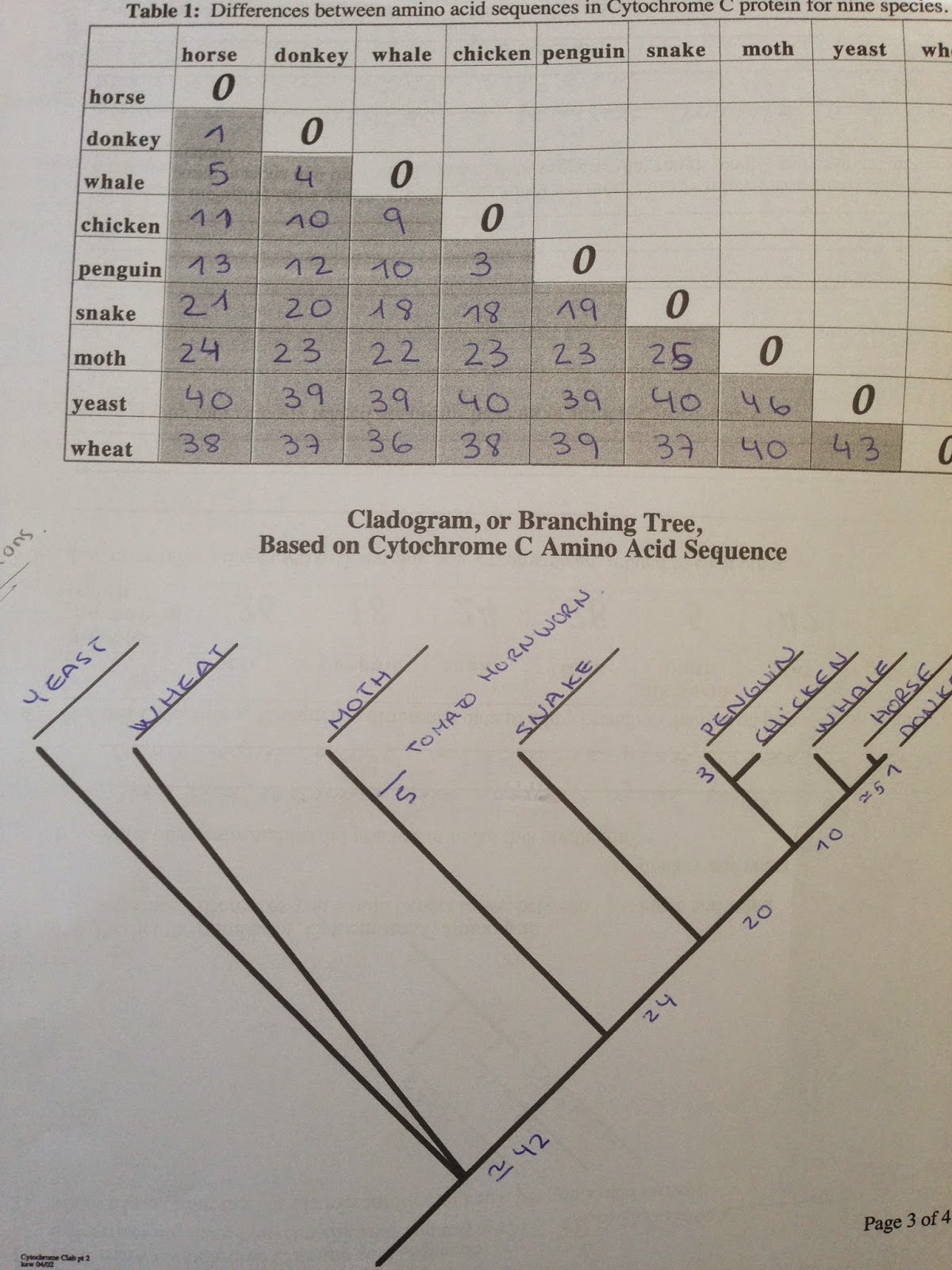 Lab science: L.11 CYTOCROM C COMPARISION LAB