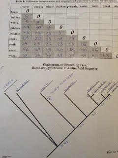 Science-lab: Cytochome-C Comparison Lab