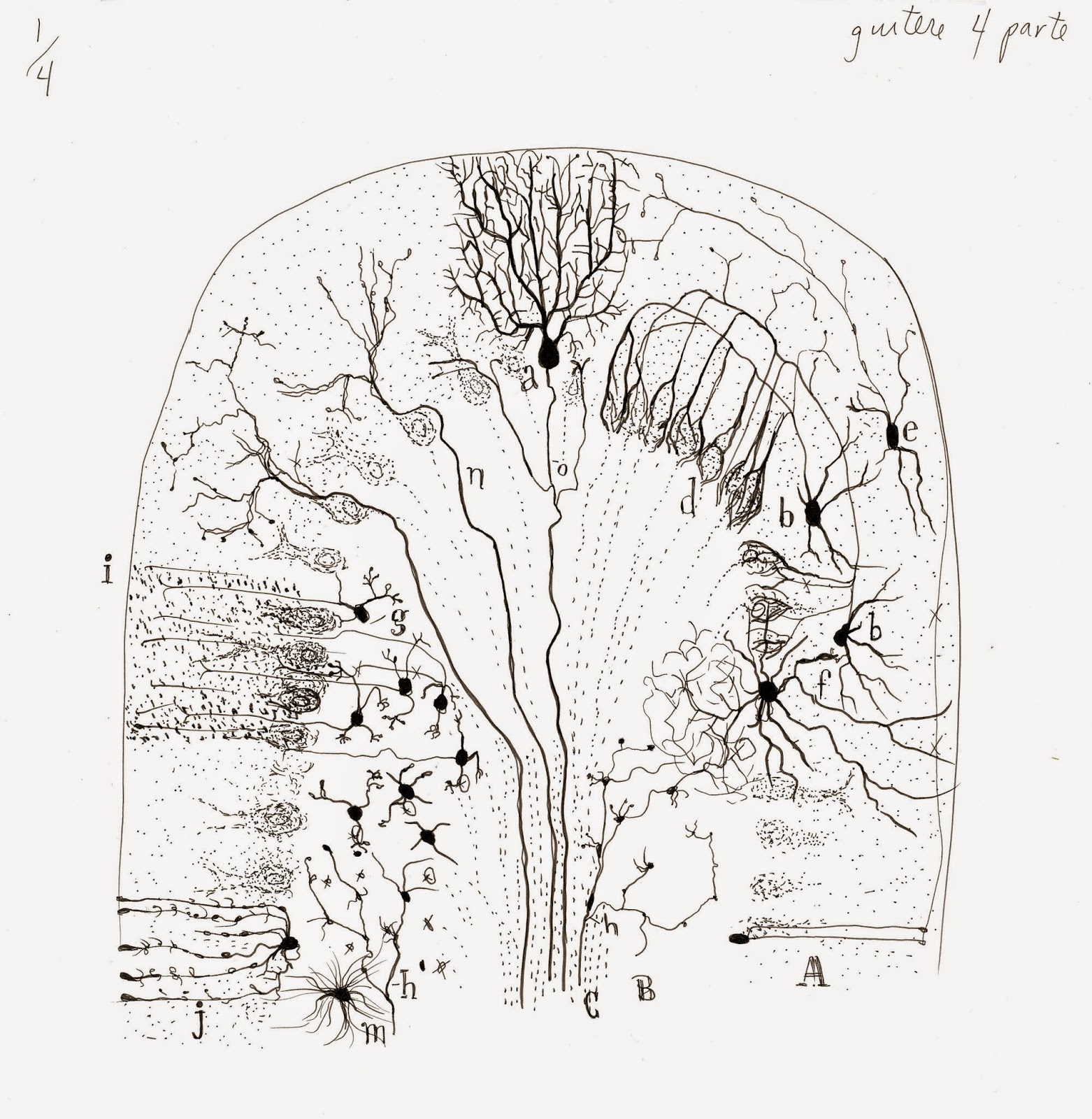 Dawn Hunter Art ®, Studio Currents : At the NIH...drawing Cajal's drawings!