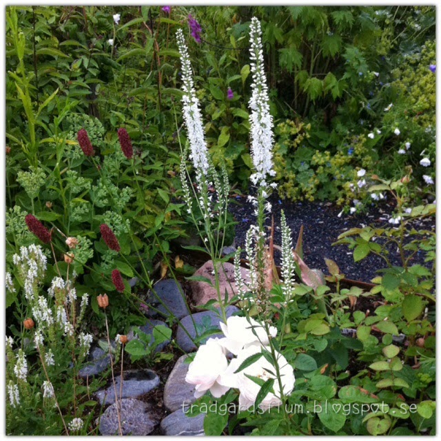 Här o nu...: Just roses ...