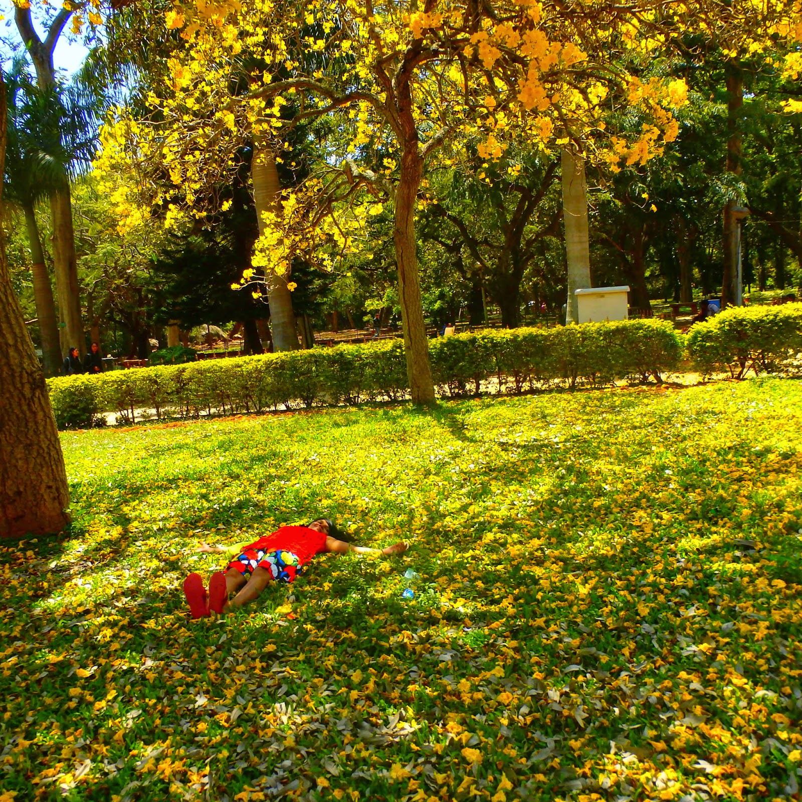 A British walk in the morning at Cubbon Park