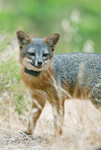 Friends of the Island Fox: The Island Fox and the IUCN