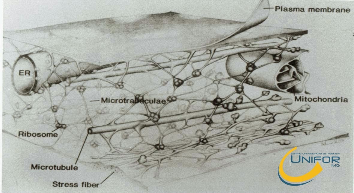 Atlas Histológico UNIFOR-MG: Rede microtabecular