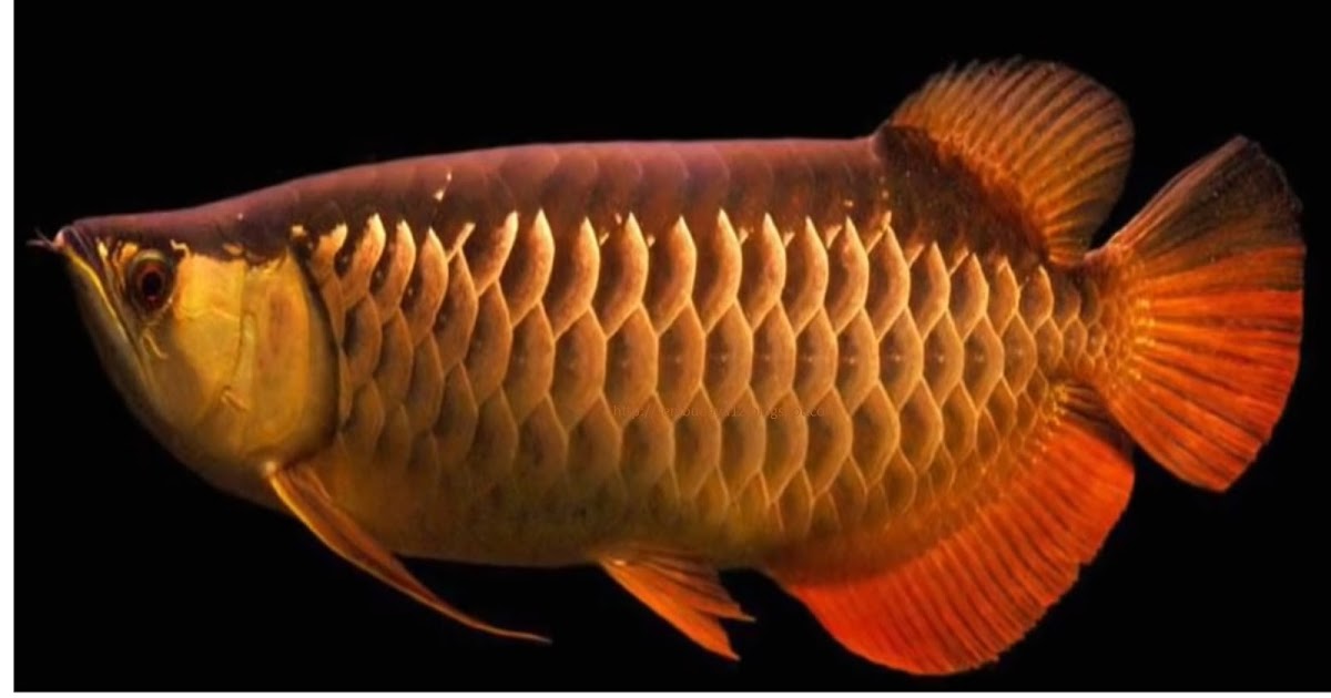 TUGAS BIOLOGI TENTANG SISTEM PERNAFASAN IKAN