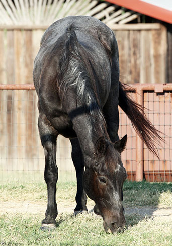 4Corners Ranch: Passing of a Legend
