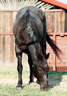 4C Ranch: Passing of a Legend