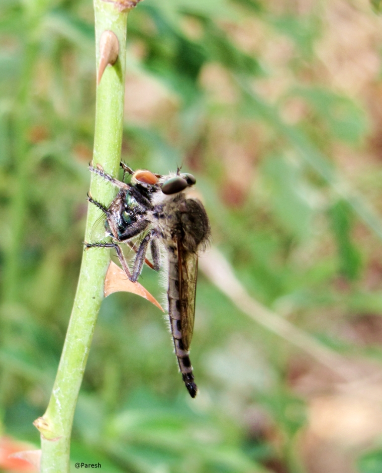 Gifting Trees...: Garden-Friendly Bugs!