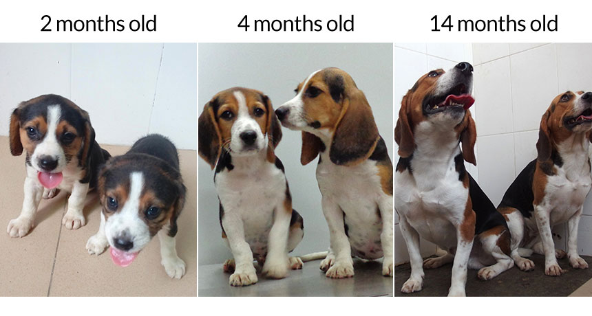 GW Human Evolutionary Genetics : Super Muscular Puppies