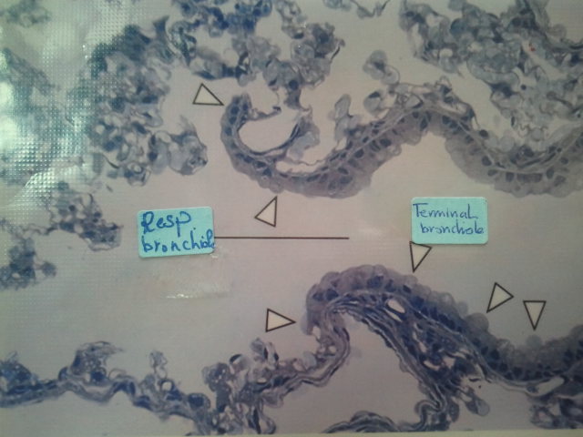 tamaniyah tibb team :)