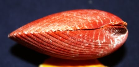 colectia de scoici: Colectia de SCOICI MARINE