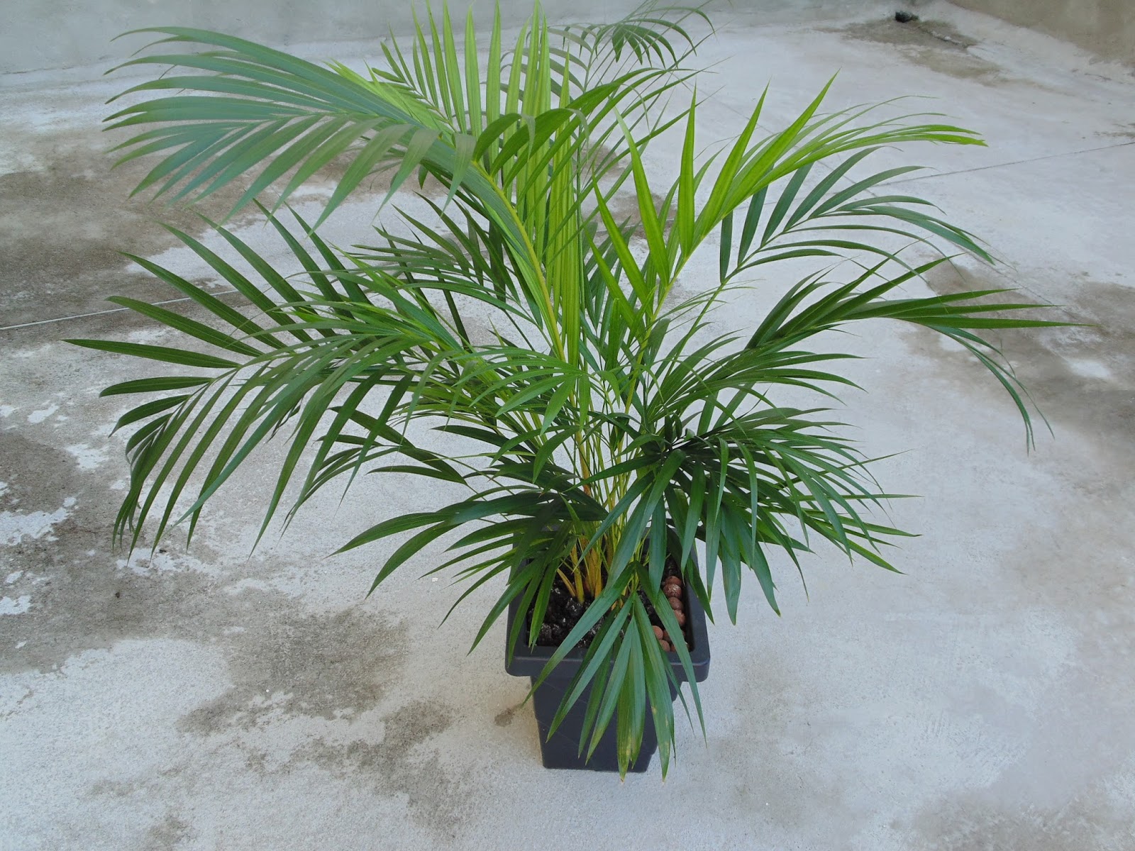 Palmera Bambú o Dypsis Lutescens