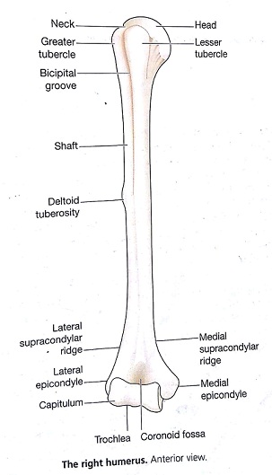 Humerus,radius and ulna