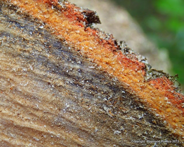 PURE FLORIDA: Say Goodbye To The Red Bay Tree