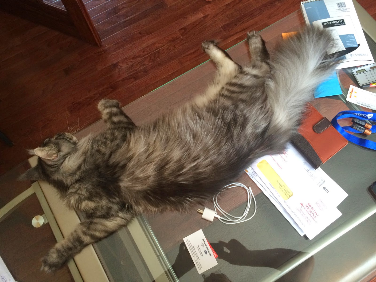 Our Plain City Life: Cat, the Office Assistant