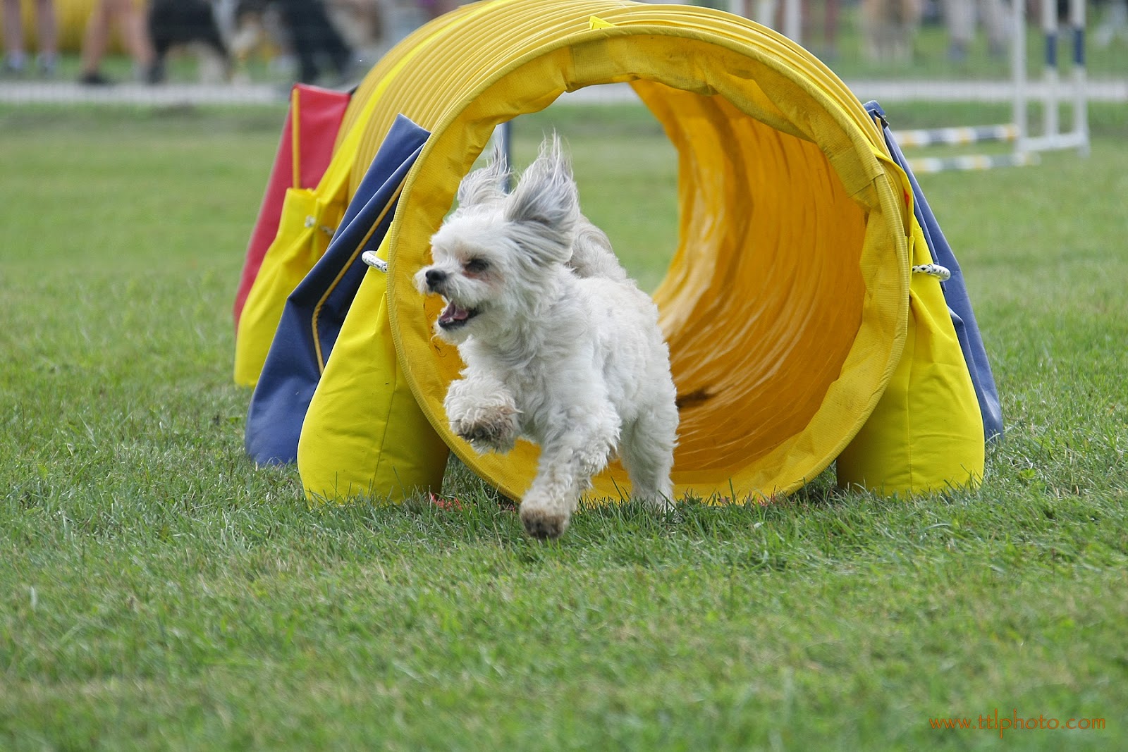 Agility Addict: Dog Training Task Cards - Updated!!