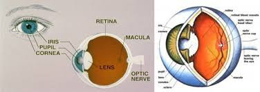Artikel Kesehatan: Bahaya Saraf Mata Putus Dan Cara Menyembuhkanya