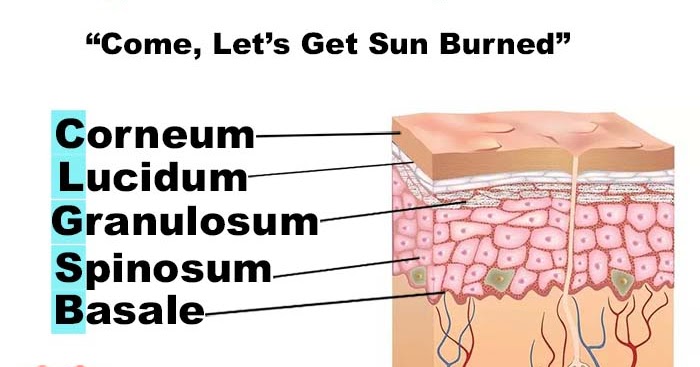Describe the Layers of Epithelium Use Come Let's Get Sunburned