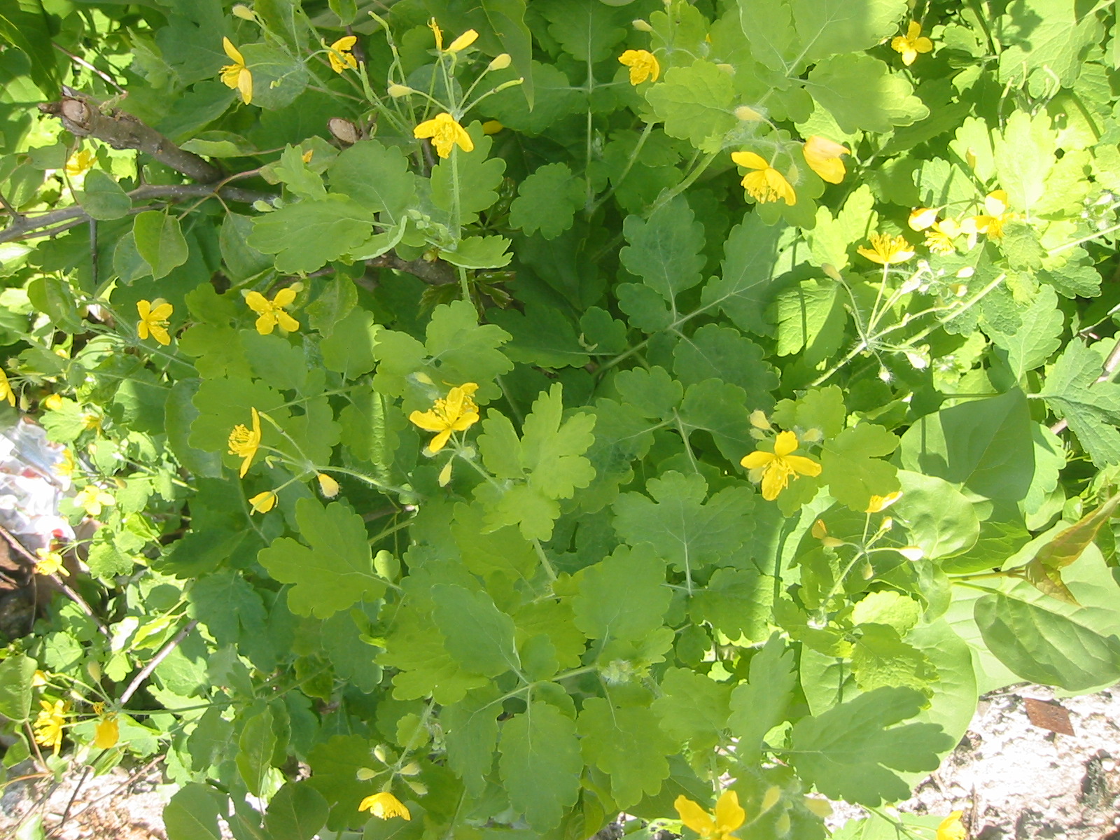 Blog de fotografii: Flori de rostopasca