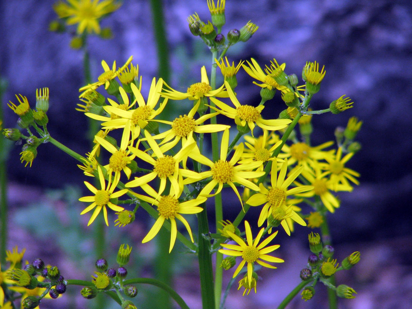 Plano Prairie Garden: Yellow Is The Color of My Prairie