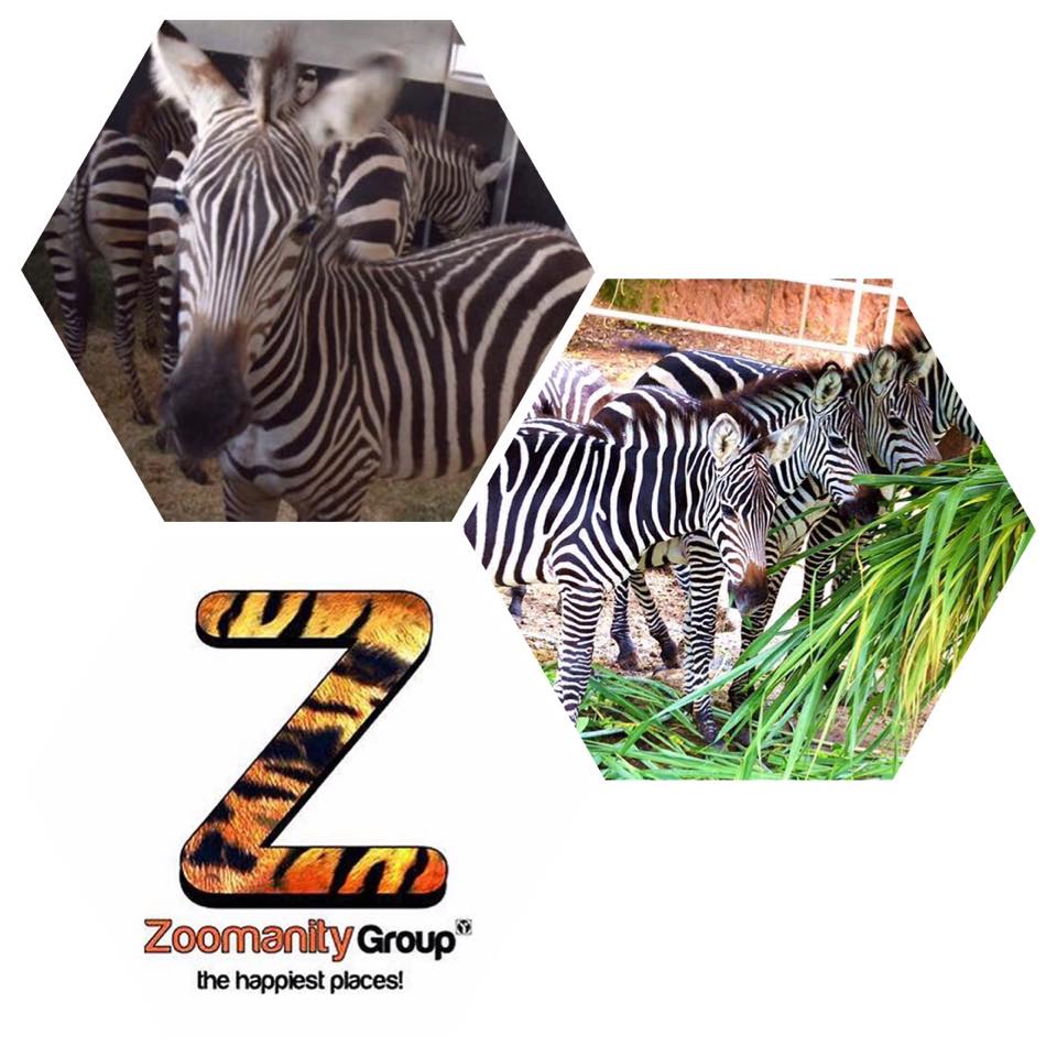 All Around Philippines: Zoobic Safari: Zebras in their new Sanctuary