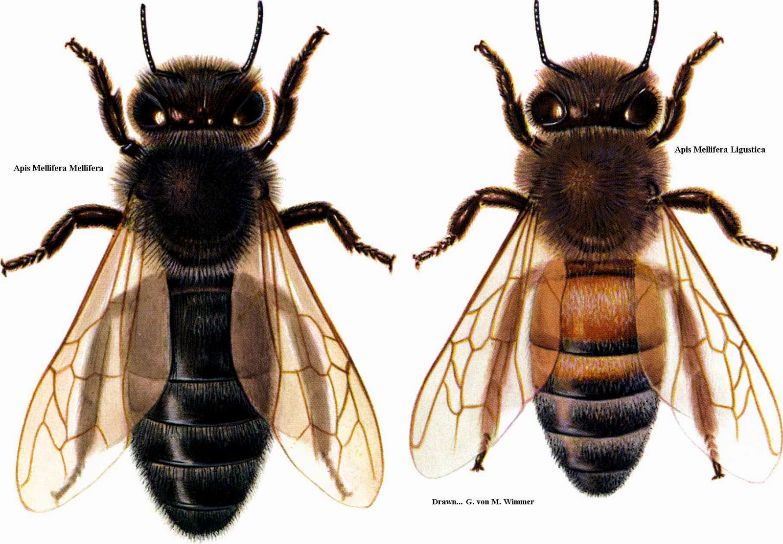 Corona Apicultores: LA ABEJA BUCKFAST