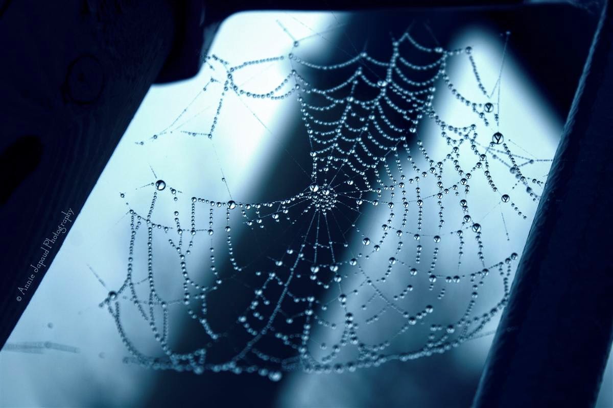 VRATSAGIRL a girl with a camera: In the mood for Cobwebs