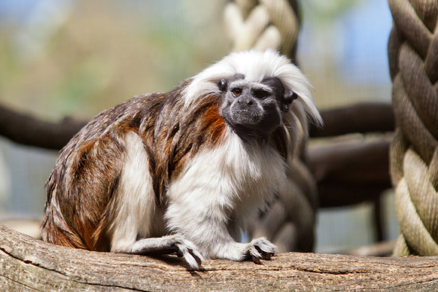 Robertsons Great Aussie Adventure: MOGO ZOO