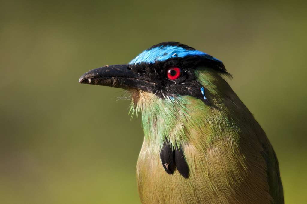 Bellas Aves de El Salvador: Momotus momota coeruliceps (talapo, pájaro ...
