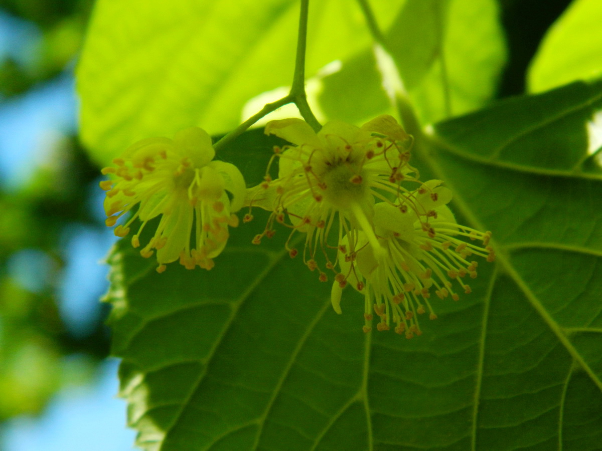 LA MULTI ANI, ROMANIA!: Flori de tei