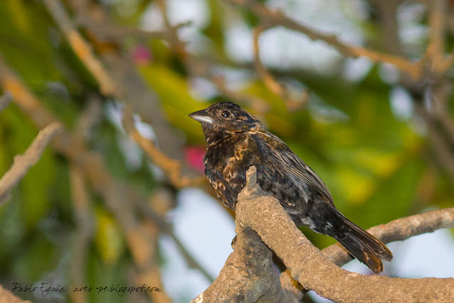 mis fotos de aves: Volatinia jacarina Volatinero Blue-black Grassquit