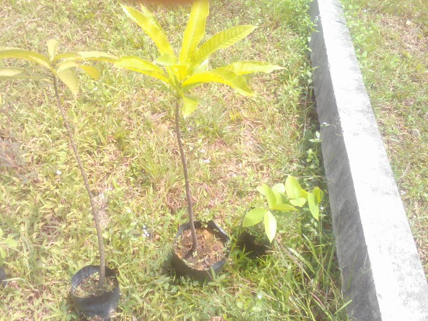 Artha Dharma Concept Builders: Nagalingam plant - Couroupita guianensis ...
