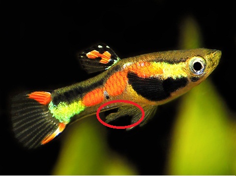 Fish Be With You!: Telling the Gender Apart