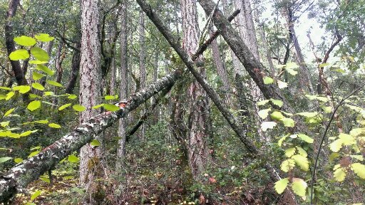 Oregon Bigfeets: Bigfoot Sighting Hugo Oregon Jack Creek Road
