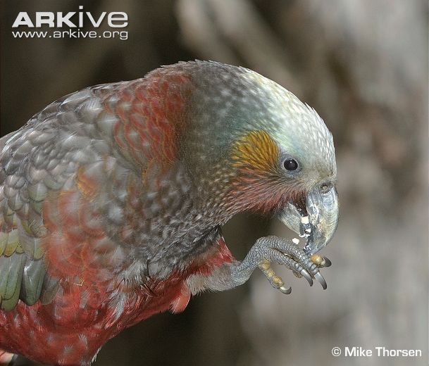 Parrot talk: The Kaka