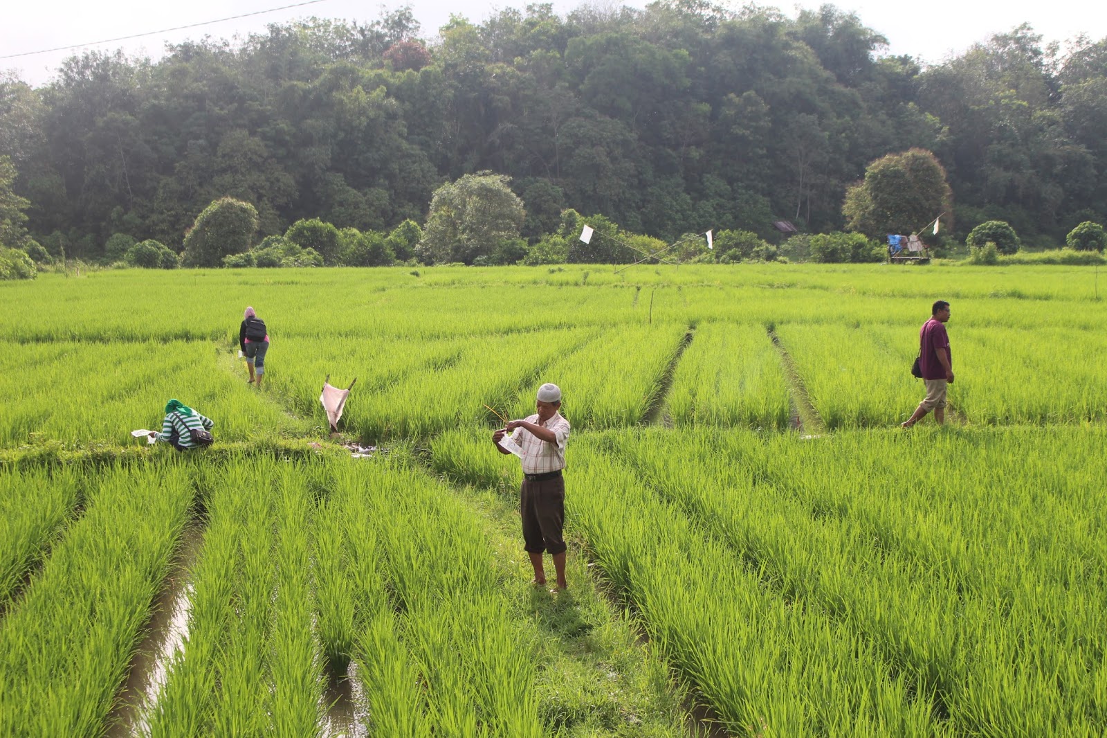 PENANAMAN PADI DENGAN SISTEM JAJAR LEGOWO | Wista Erleli PP Kota Sawahlunto