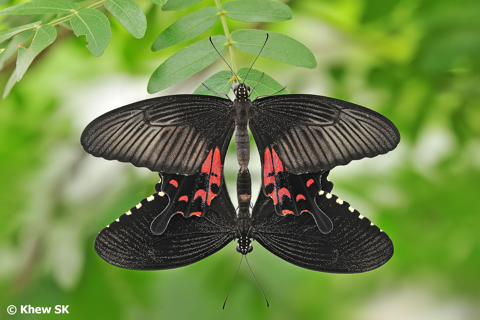 Butterflies of Singapore: It Takes Two! : Part 1