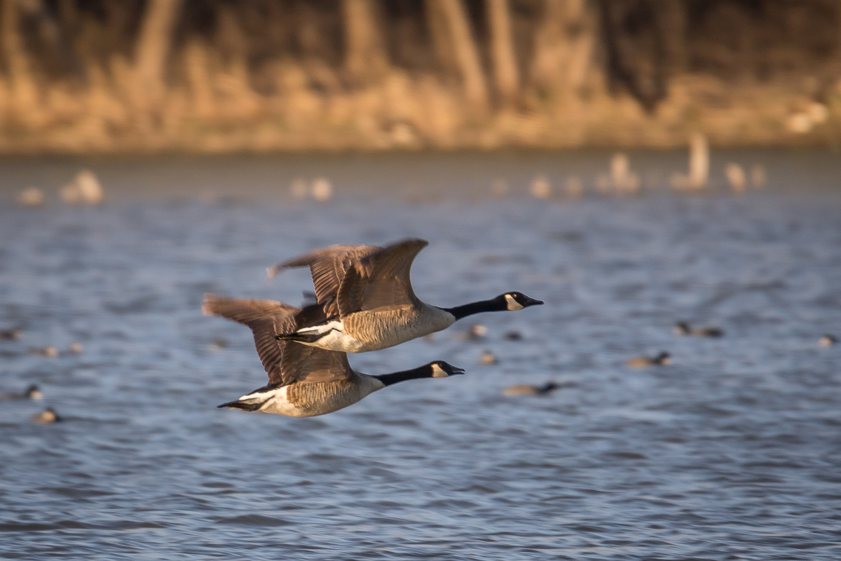 Zoom with a View: The original "goose" from Top Gun