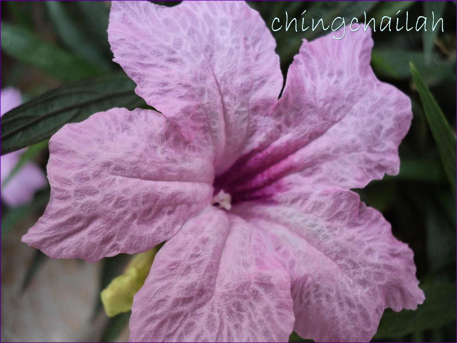 Simple Living In Nancy: PURPLE, PINK AND WHITE DWARF MEXICAN PETUNIA ...
