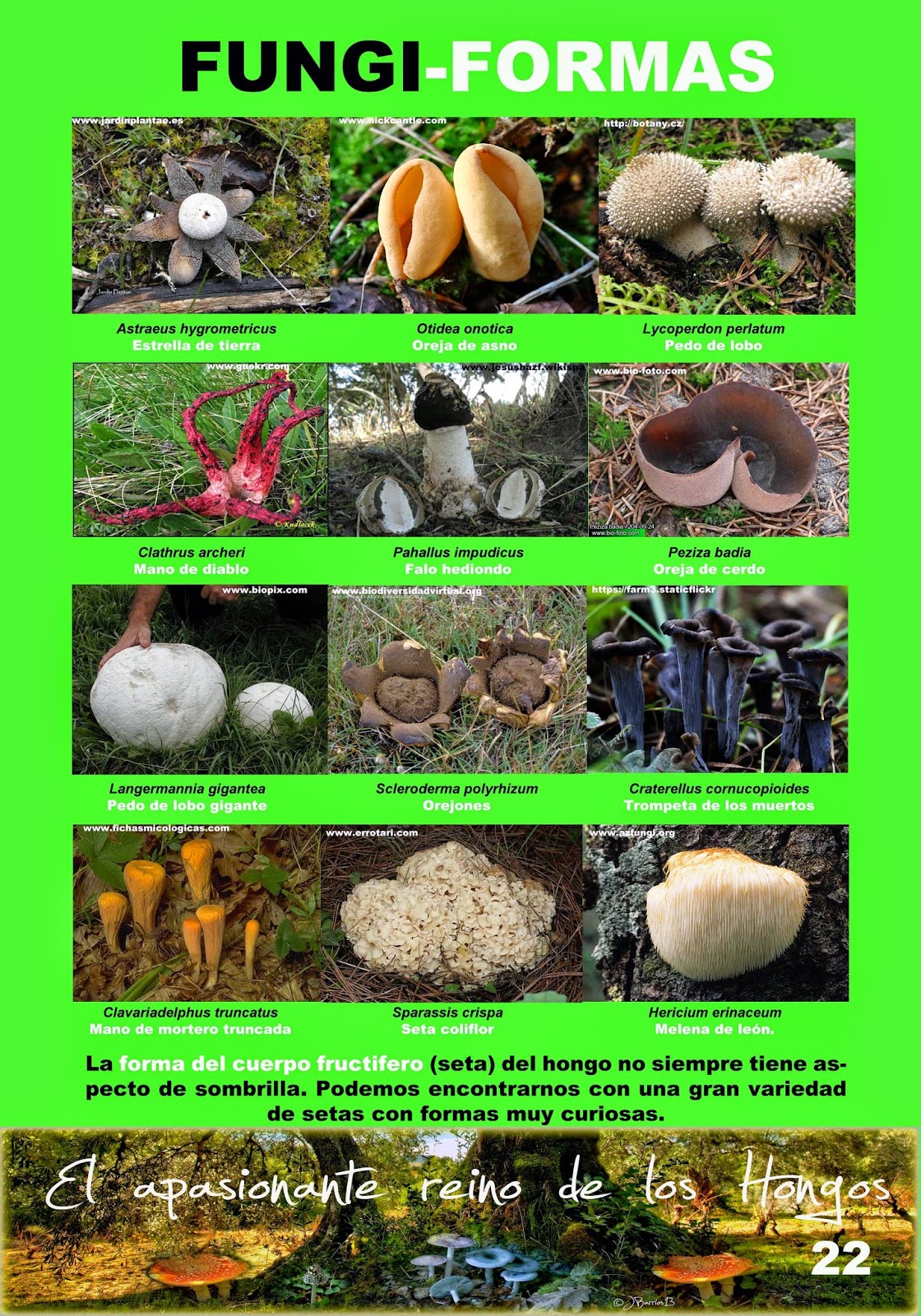 El apasionante Reino de los Hongos: FUNGI-FORMAS