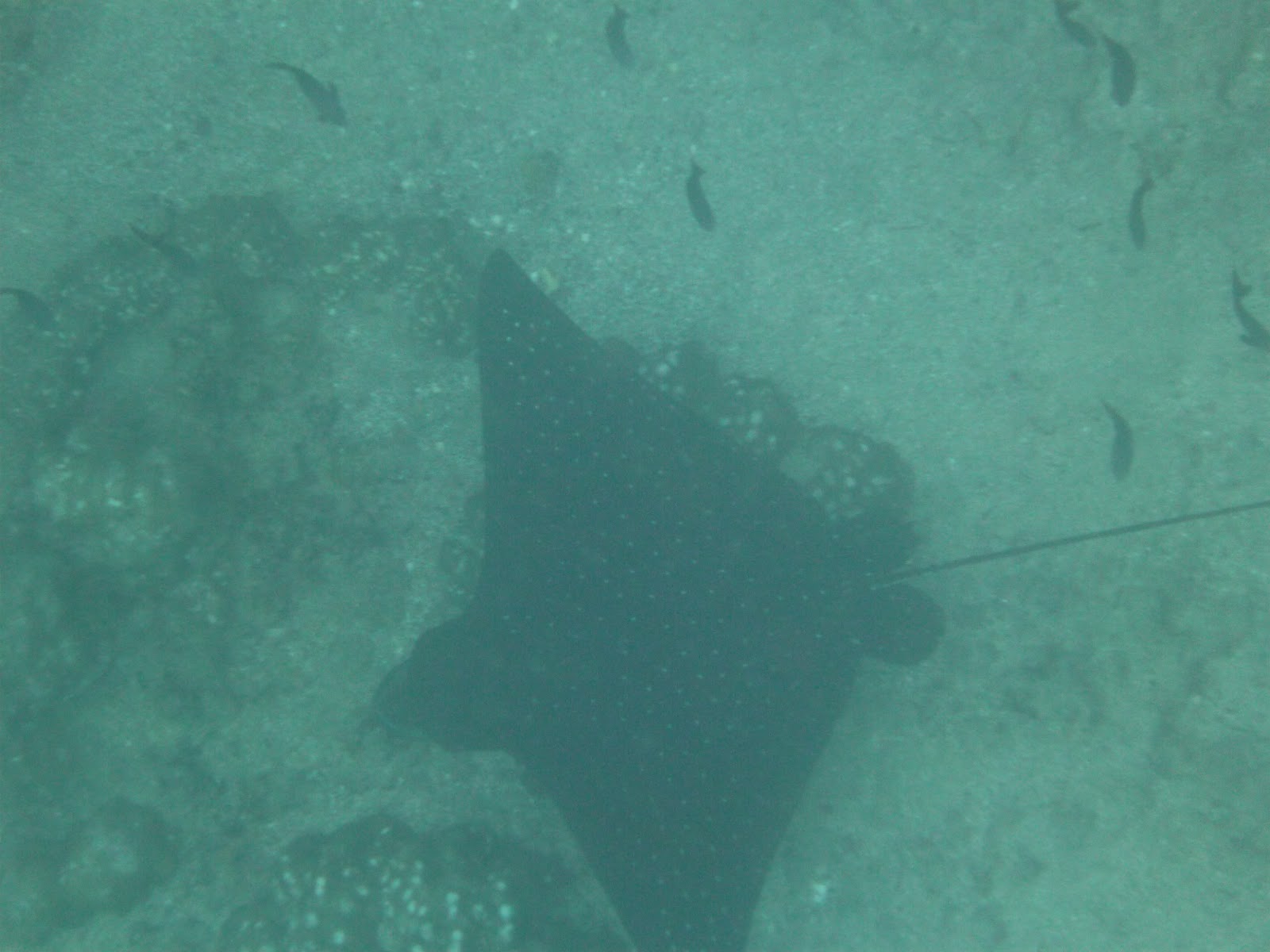 whySquared: Galápagos : Isla Marchena