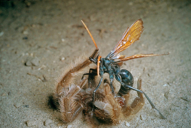 Avispa Caza Tarantulas Video (Pepsini sp).