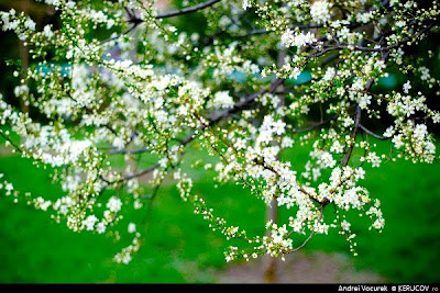 Fotografia Copac inflorit . Blooming Tree - 1 - blog KERUCOV .ro ...