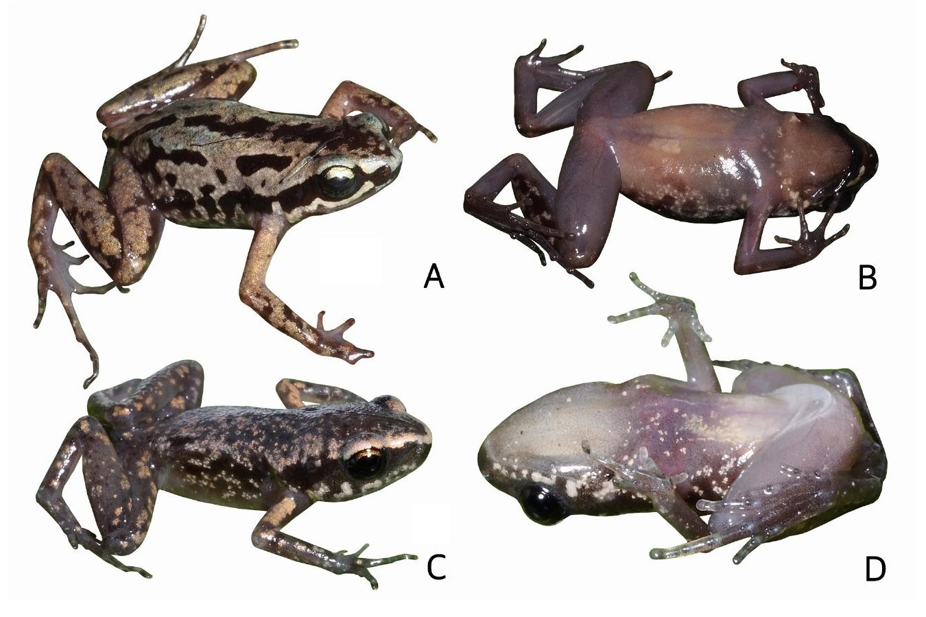 Species New to Science: [Herpetology • 2019] Rediscovery of Micryletta ...