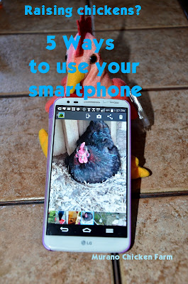 Raising poultry? 5 ways to use your smartphone - Feathers in the woods