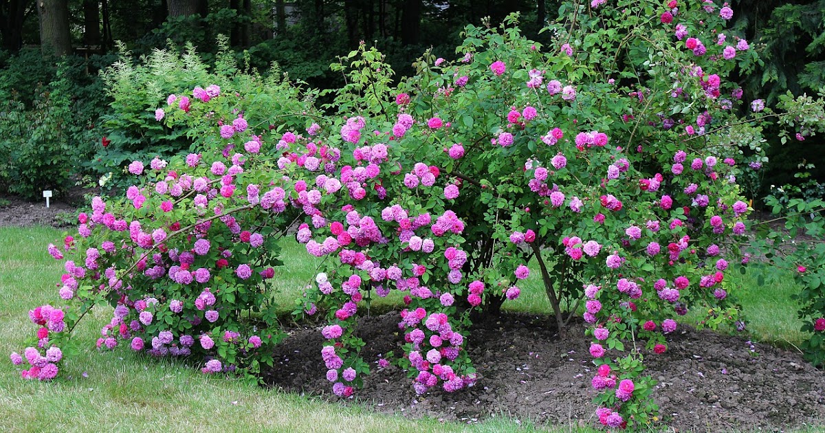 Mein Rosenbeet: Rosenmüdigkeit – was ist das?