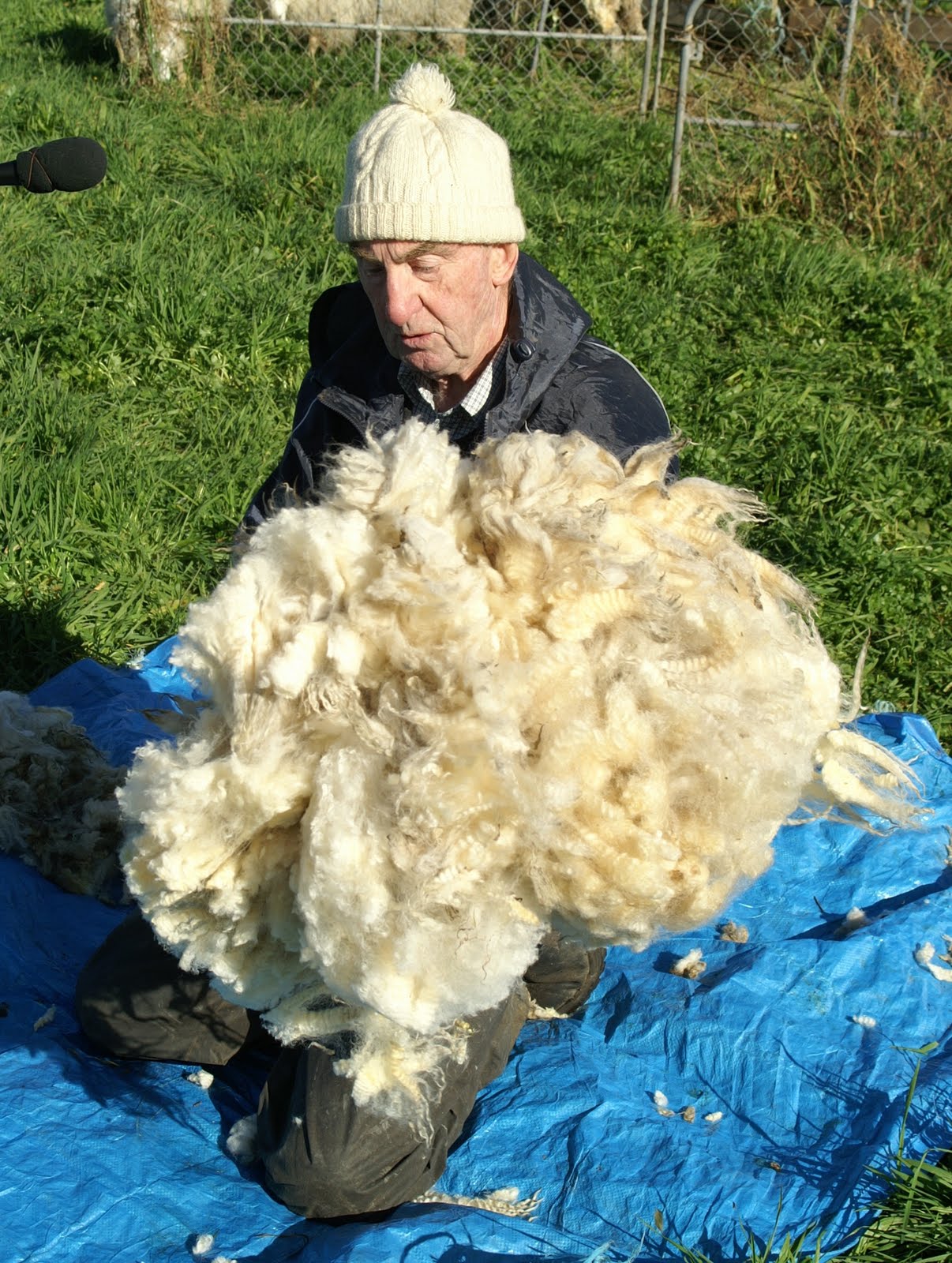 Woolshed 1: Sheep Husbandry - blade shearing method