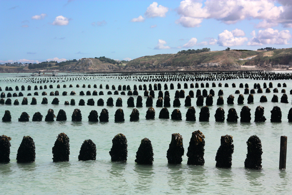 France and Beyond: the mussel farm