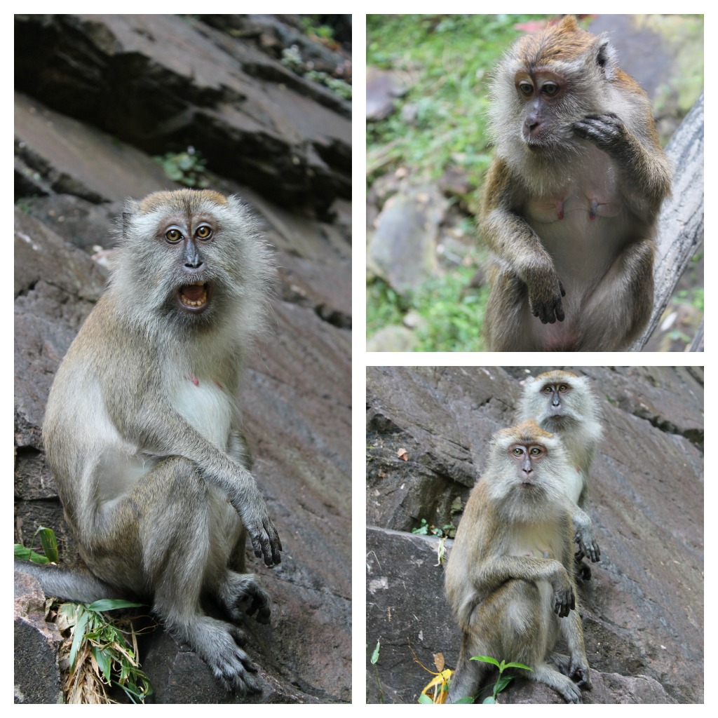 FROCKTASIA: Monkey business, manta ray, moray eels, poolside lizard and ...