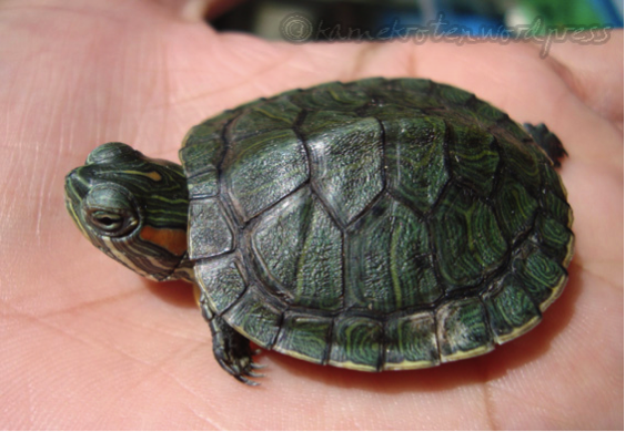 Biomimicry Selangor: The journey of a turtle: Turtle's Anatomy - Shell